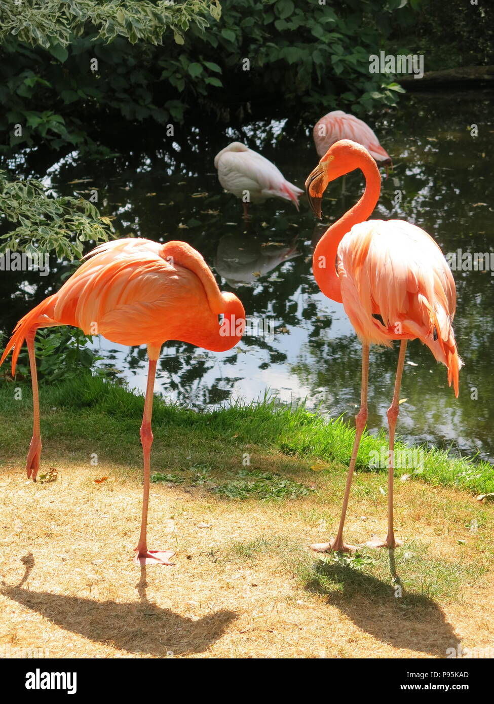 A pair of vibrant coloured flamingos with their elongated, straight ...