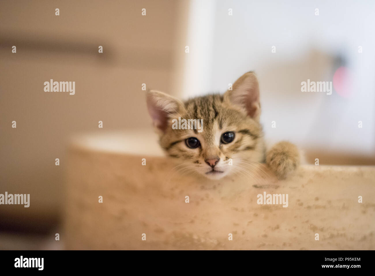 Cute yellow kitten close up portrait Stock Photo - Alamy