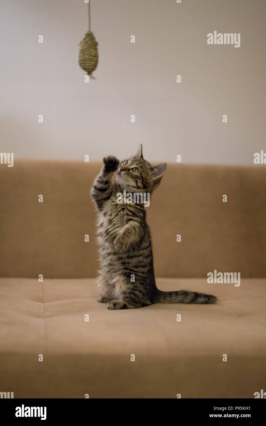 Playful cat hi-res stock photography and images - Alamy