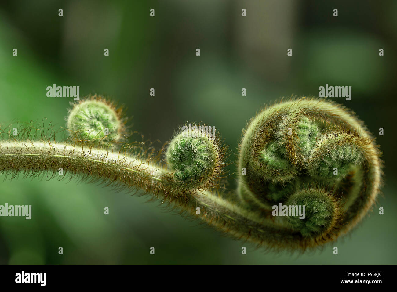 A Fern Frond on an Australian Tree Fern gently uncurls as it gracefully ...