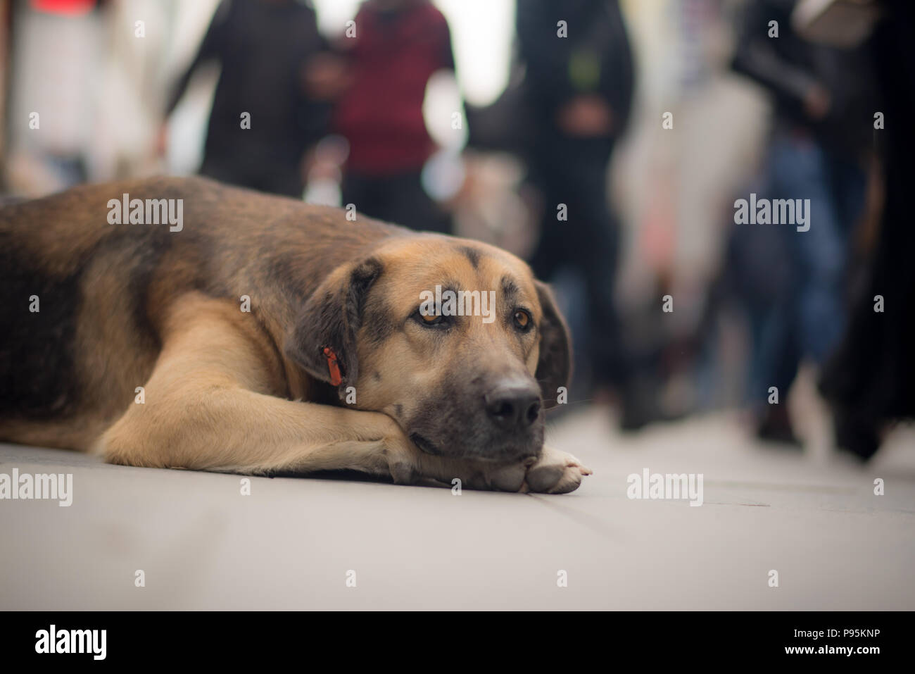 Poor dog hi-res stock photography and images - Alamy