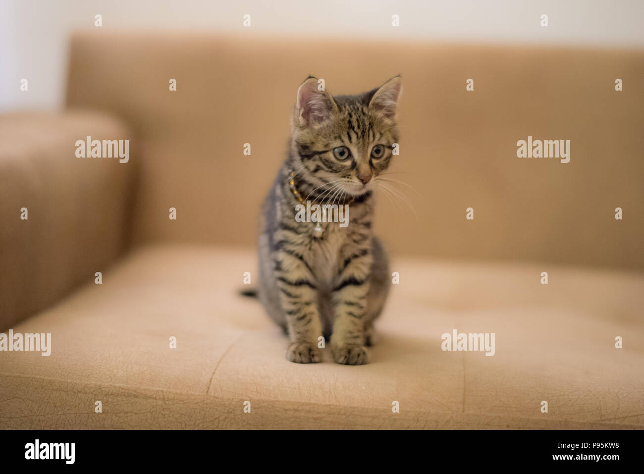 Cute kitten portrait, cutest cat photo, cutest kitten photo Stock Photo ...