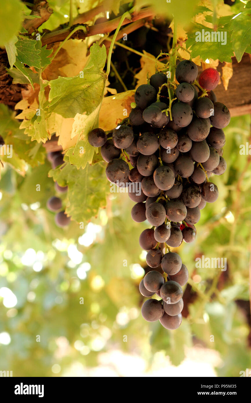 Maroo High Resolution Stock Photography and Images - Alamy