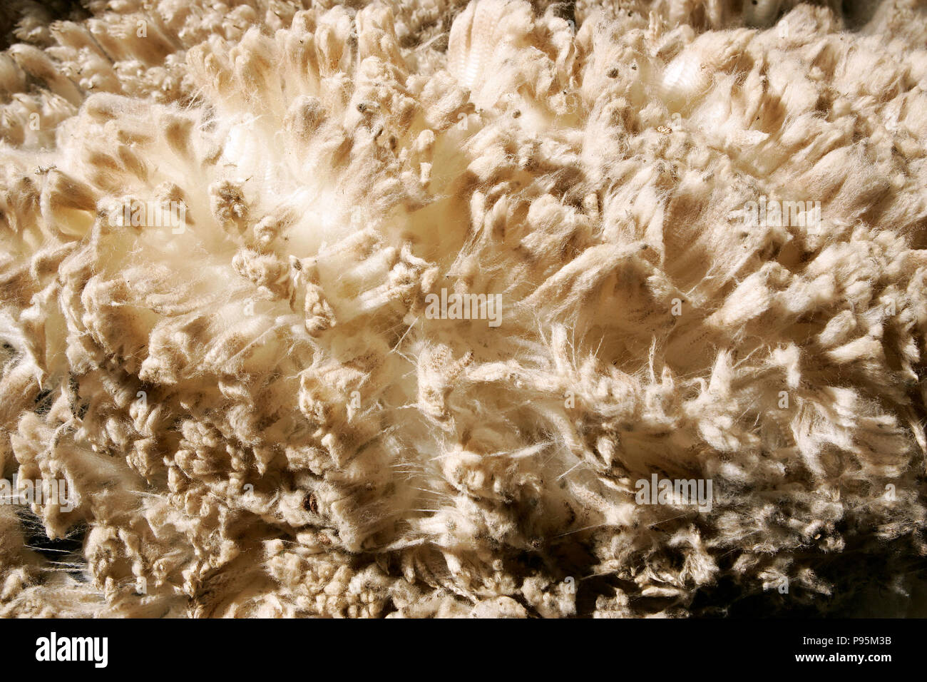 Sheeps Fleece High Resolution Stock Photography and Images - Alamy