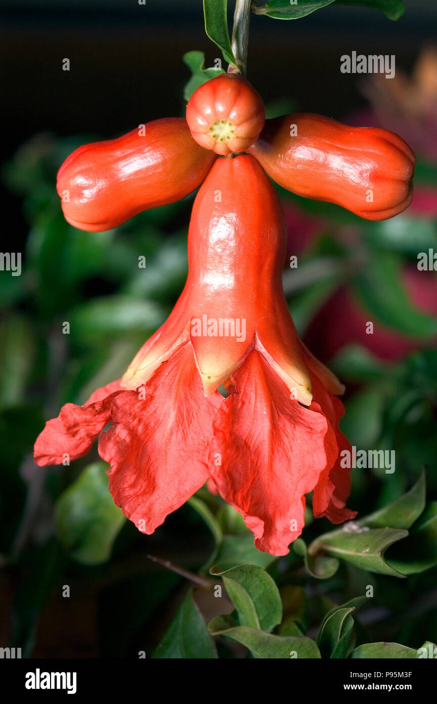 Pomegranate fruit flower hi-res stock photography and images - Alamy