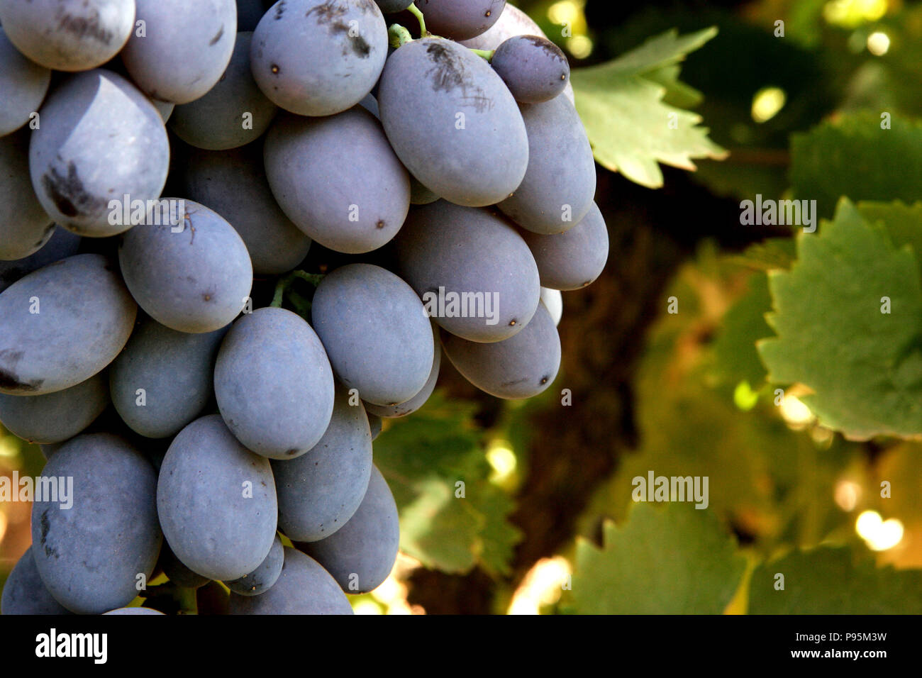 Table grapes of australia hi-res stock photography and images - Alamy