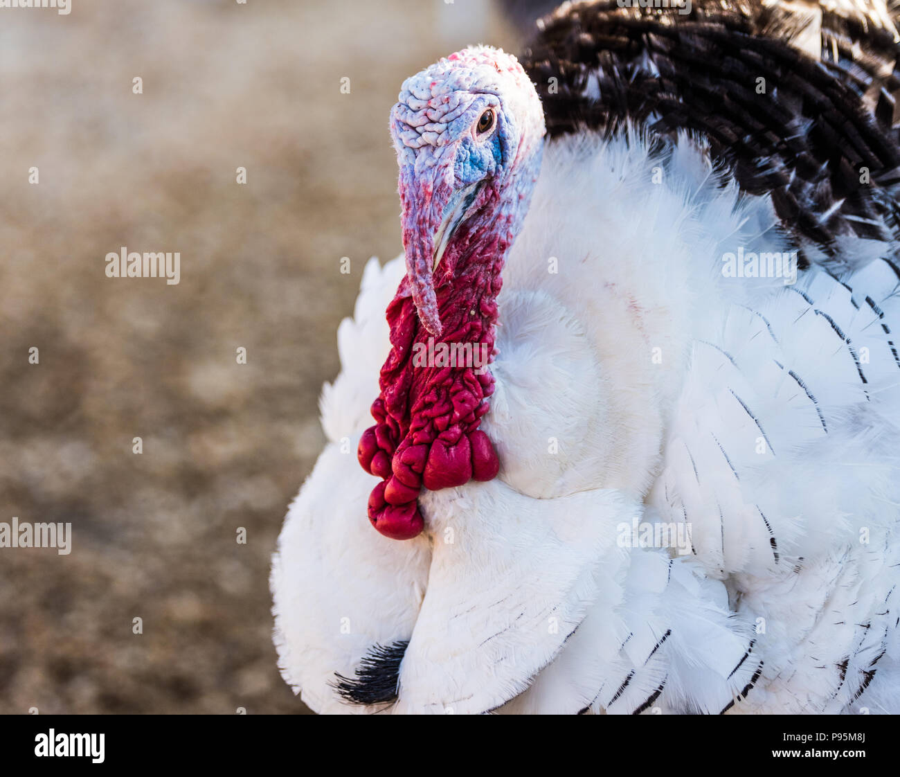Live Turkey Portrait Stock Photo - Alamy