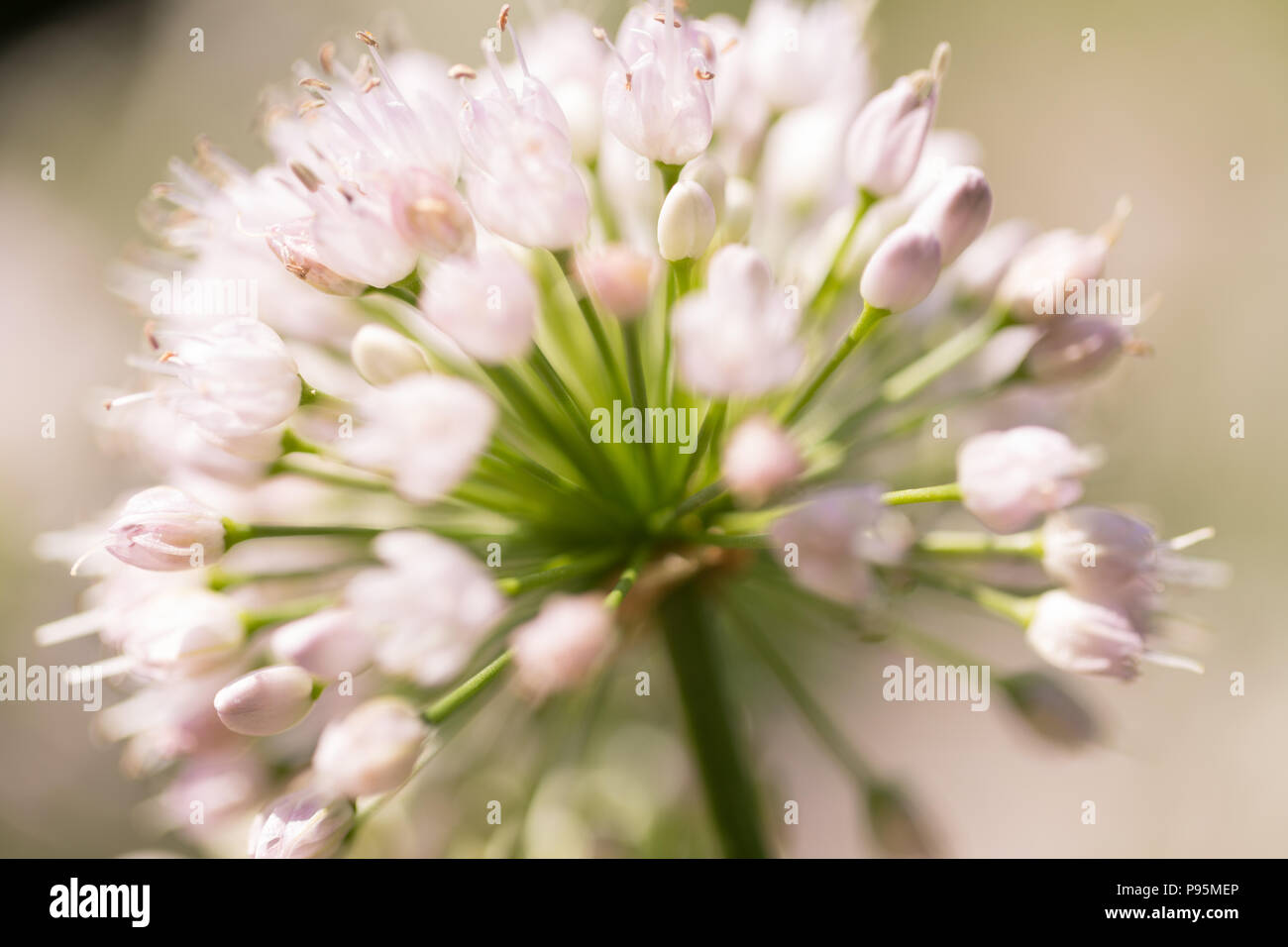 Wild onion flower hi-res stock photography and images - Alamy