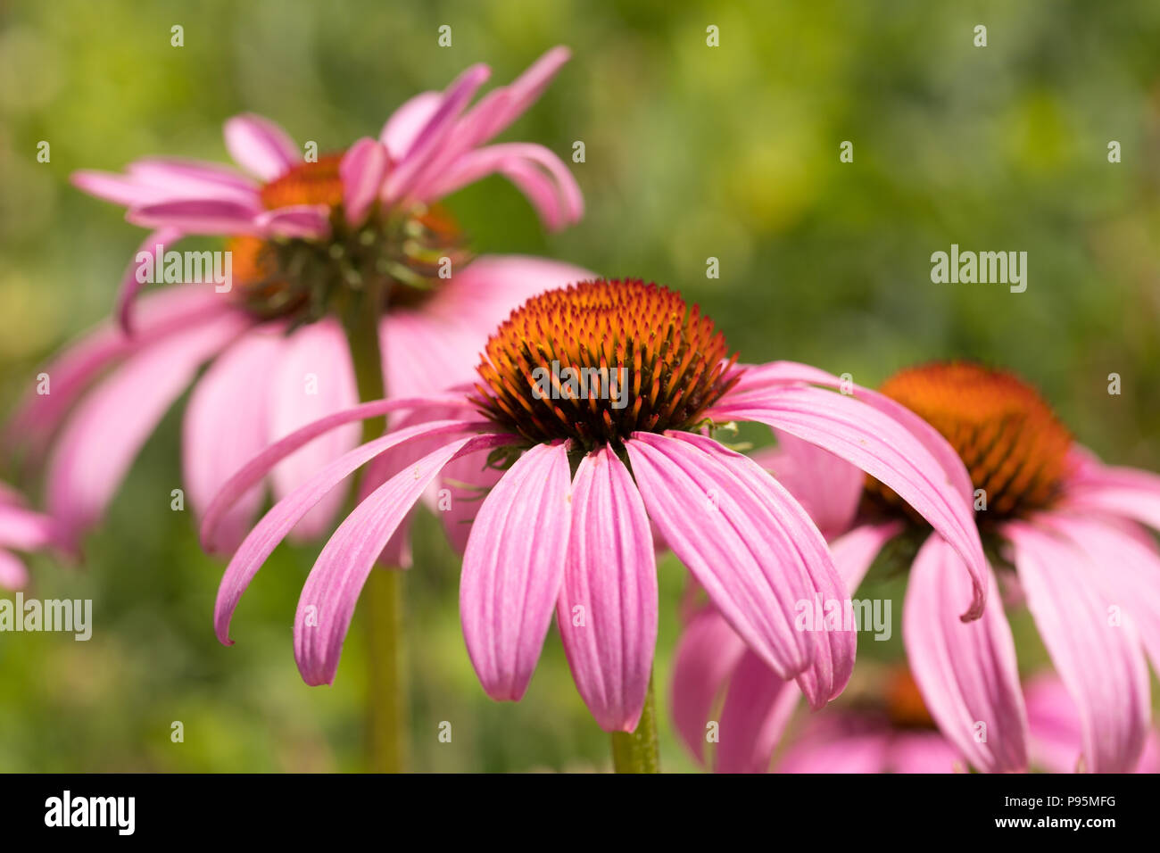 Pink cone hi-res stock photography and images - Alamy