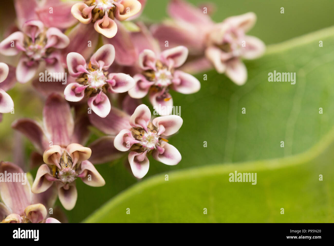 Closeup of Swamp Milkweed Wildflower in the wild in the United States ...