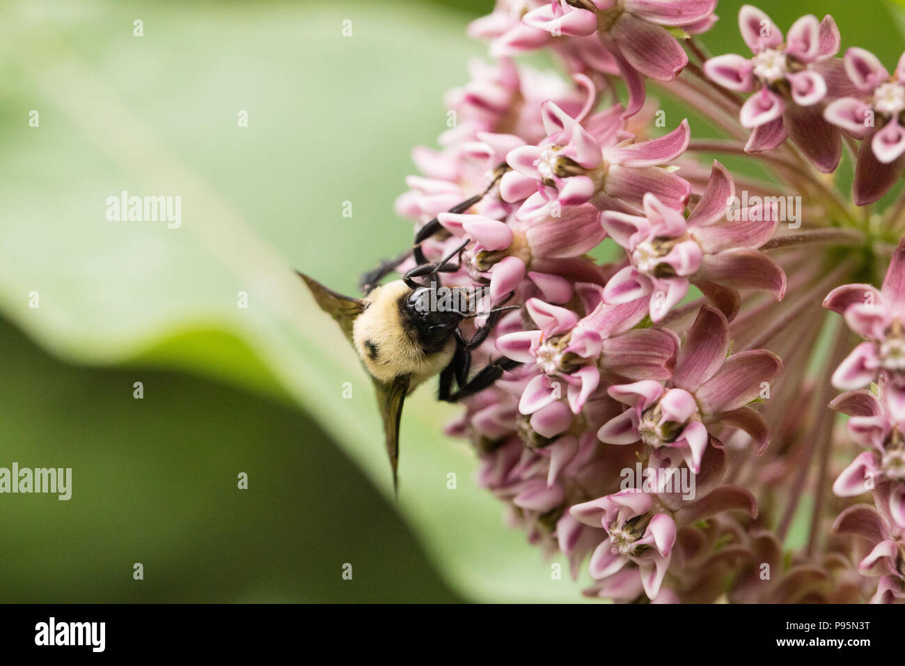 Closeup of Swamp Milkweed Wildflower with bees in the wild in the ...