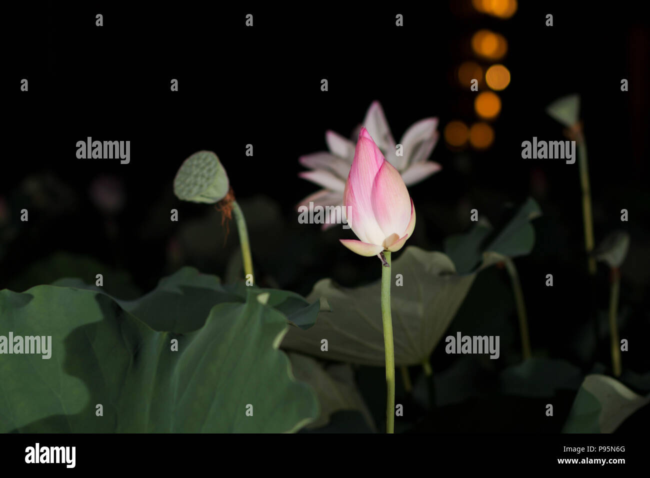 Lotus flowers in the night Stock Photo - Alamy