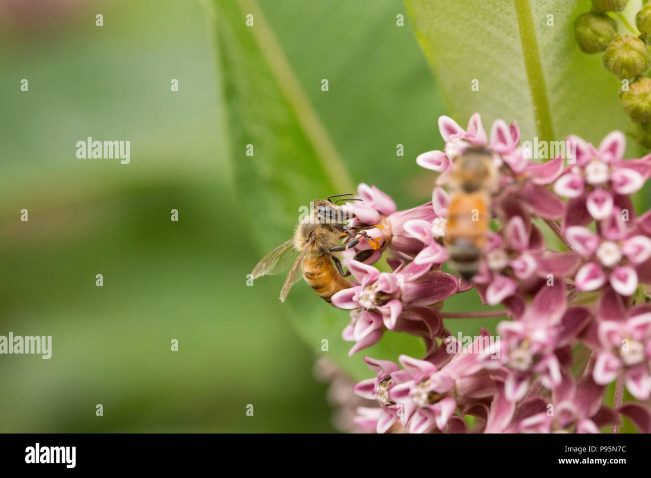 Closeup of Swamp Milkweed Wildflower with bees in the wild in the ...