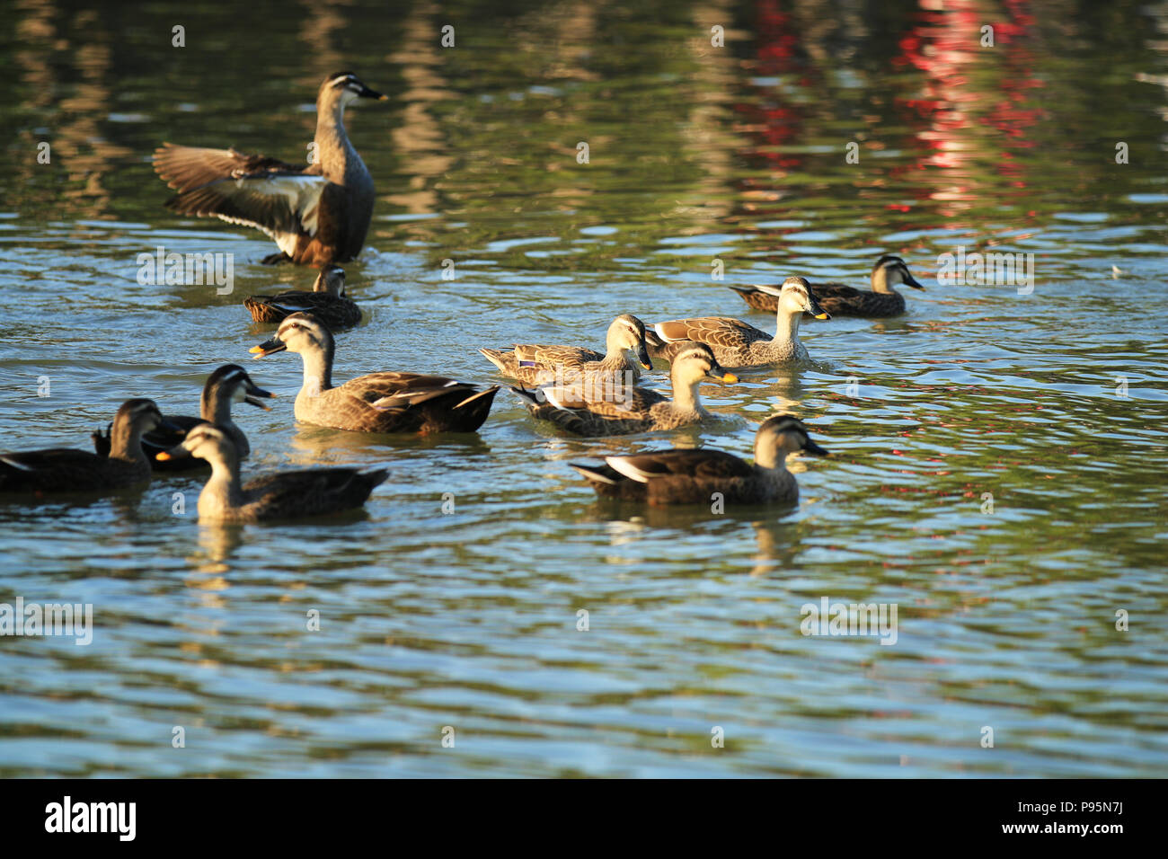 Flock ducks foraging hi-res stock photography and images - Alamy