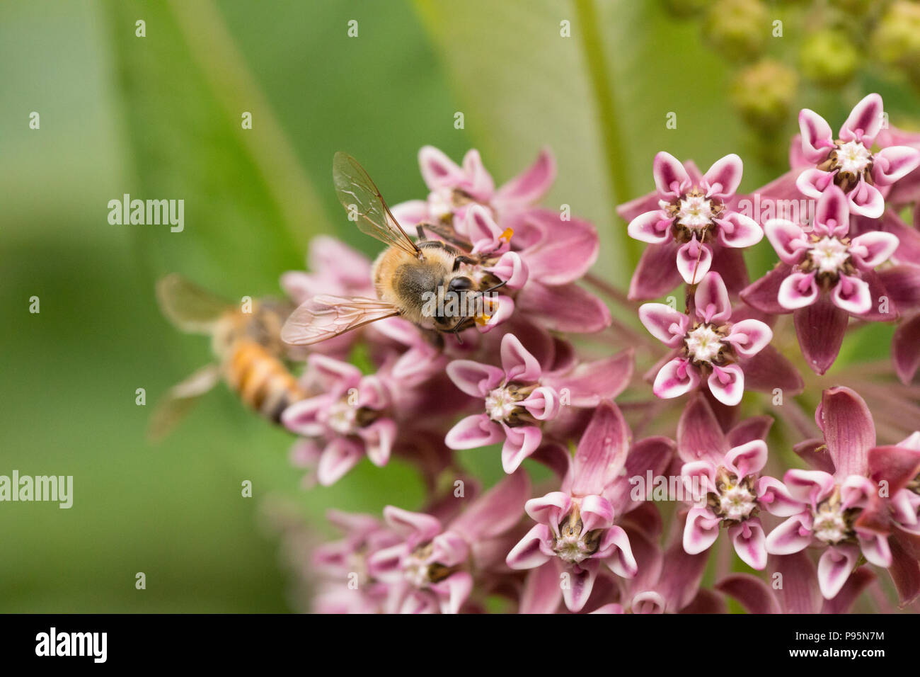 Closeup of milkweed hi-res stock photography and images - Alamy