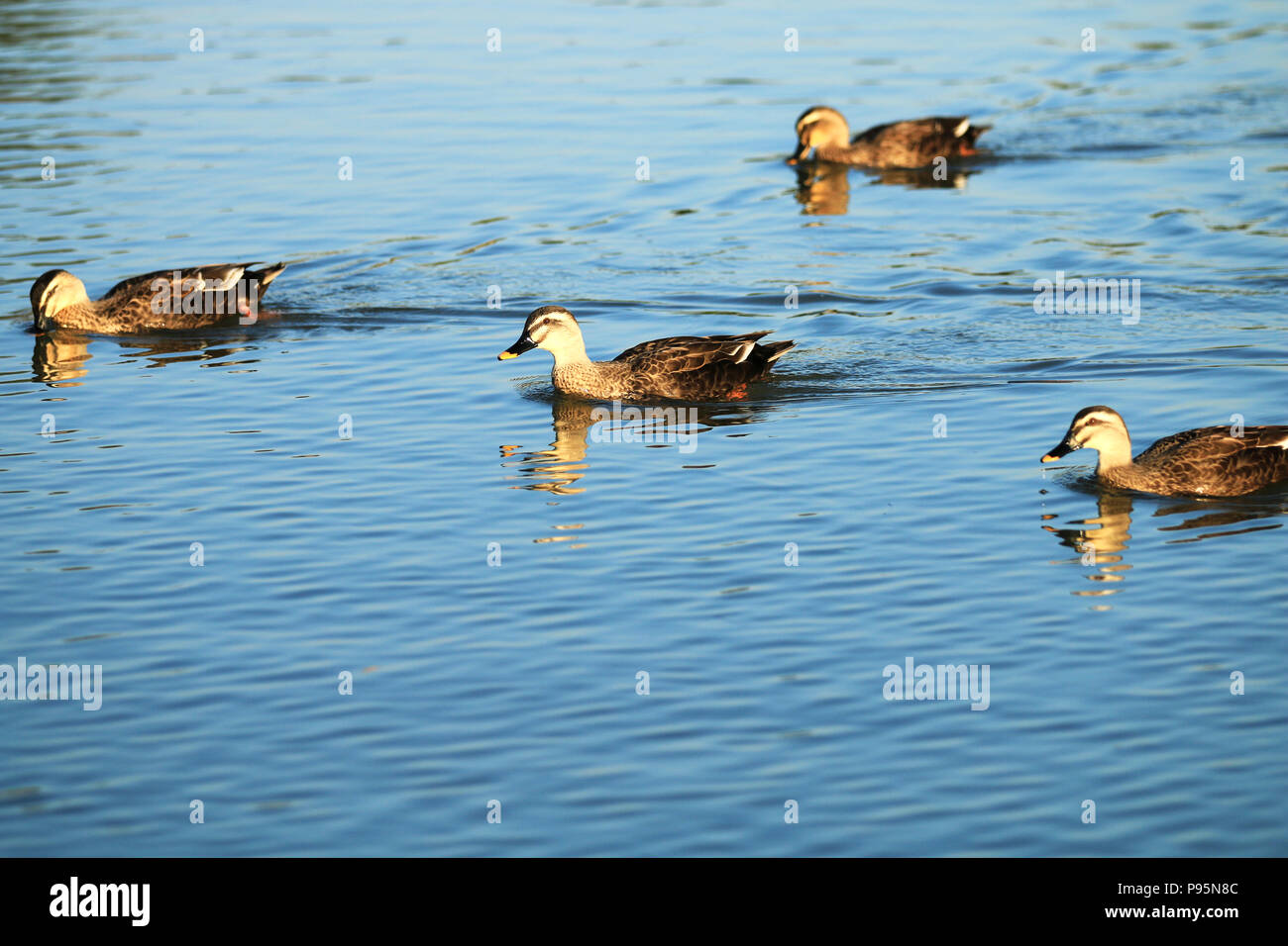 Poultry and ducks and ripples hi-res stock photography and images - Alamy
