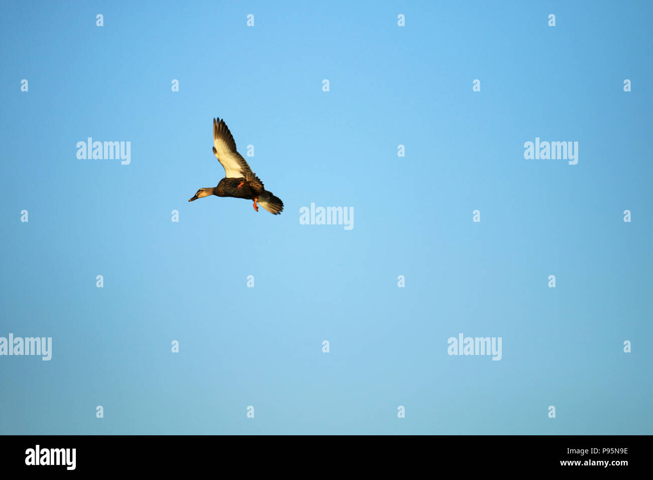 The bird is flying Stock Photo - Alamy
