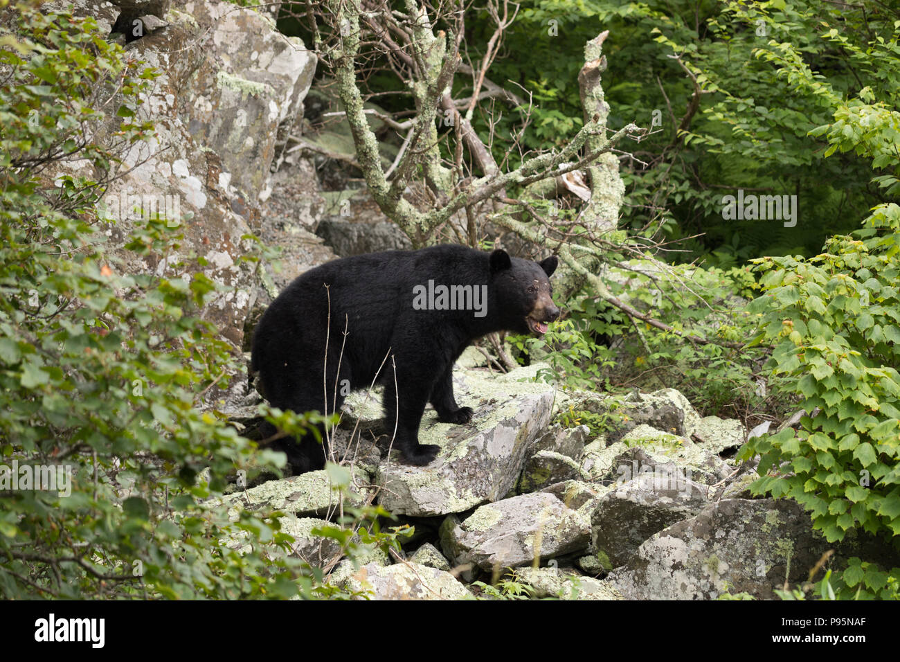 A Black Bear with scars on it is face spotted walking on rocks along ...