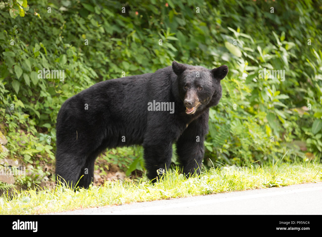 Spotted bear hi-res stock photography and images - Alamy