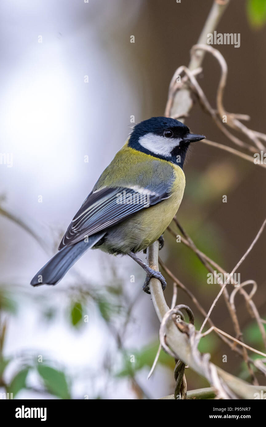 Great tit (Parus major Stock Photo - Alamy