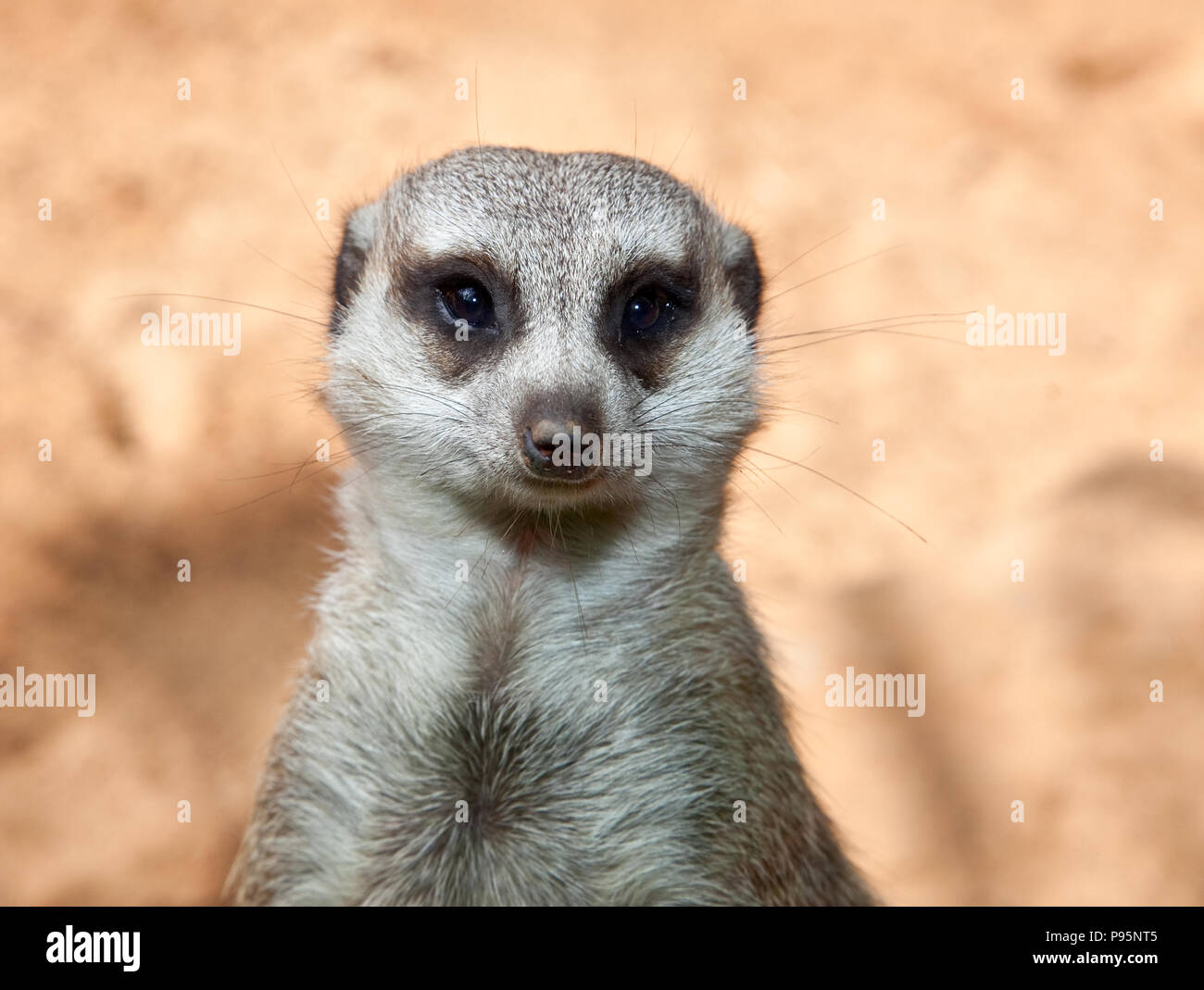 Meerkat Face Close Up Staring High Resolution Stock Photography and ...