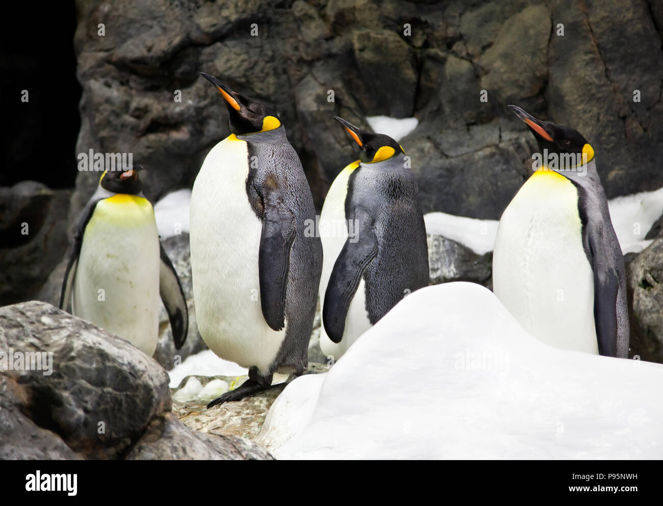 Crowded colony of King Penguins on the stone coast, mountains in the ...