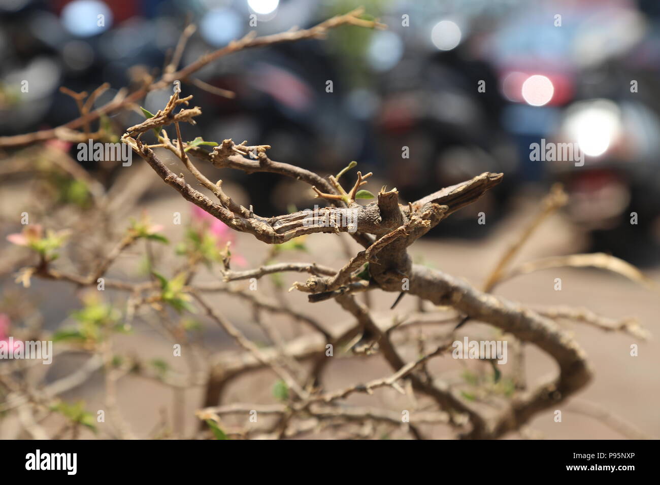 Woody twig hi-res stock photography and images - Alamy