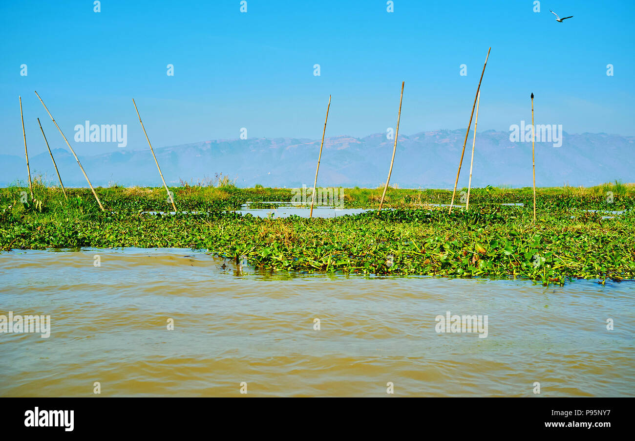 The greenery of floating farms on Inle Lake - the popular tourist ...