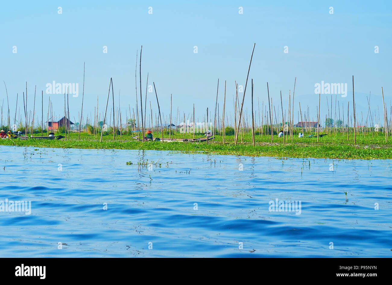 Burmese villagers work on their floating farm, located on Inle Lake ...