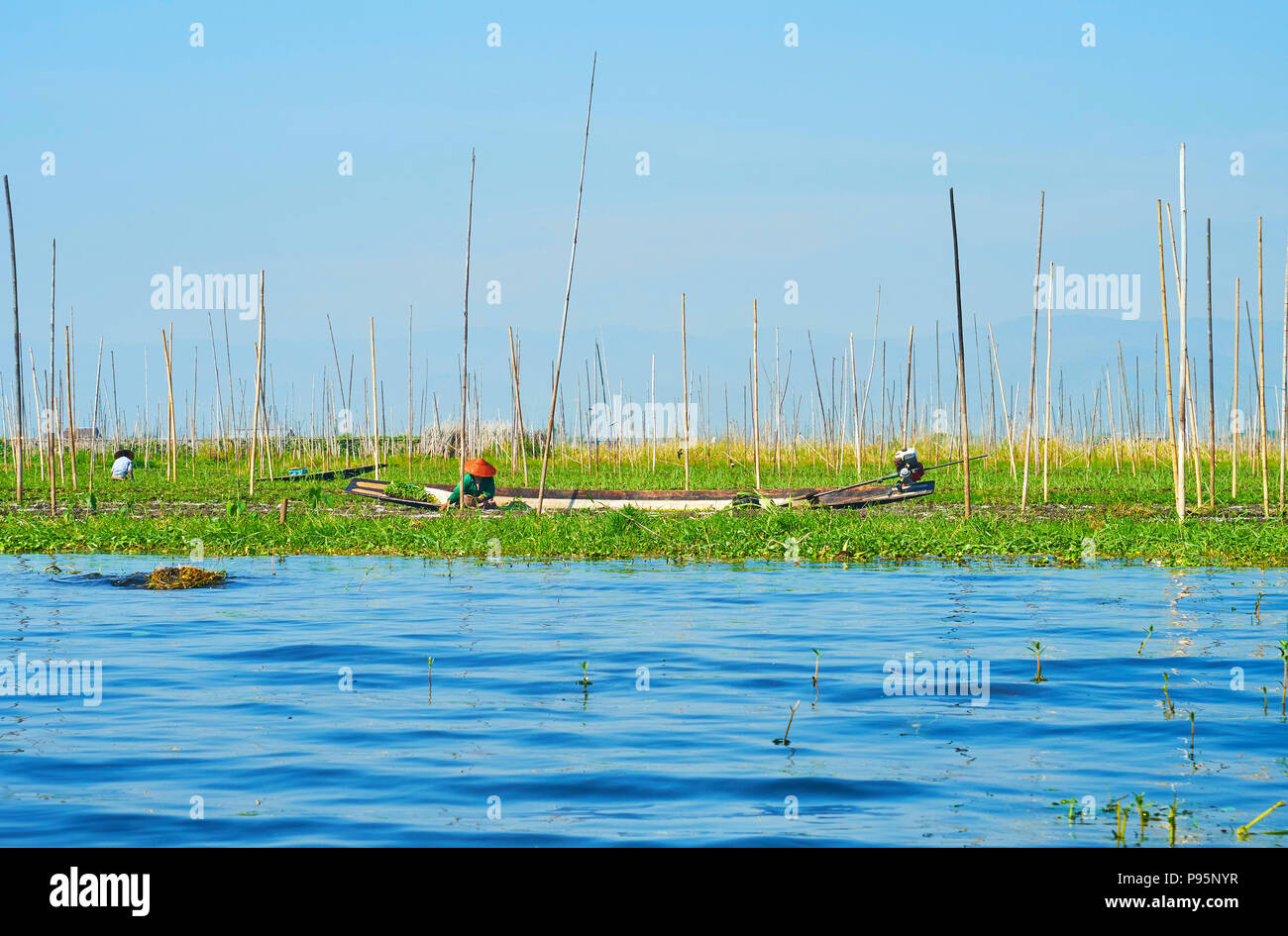 Southeast asia myanmar burma inlay lake agriculture hi-res stock ...