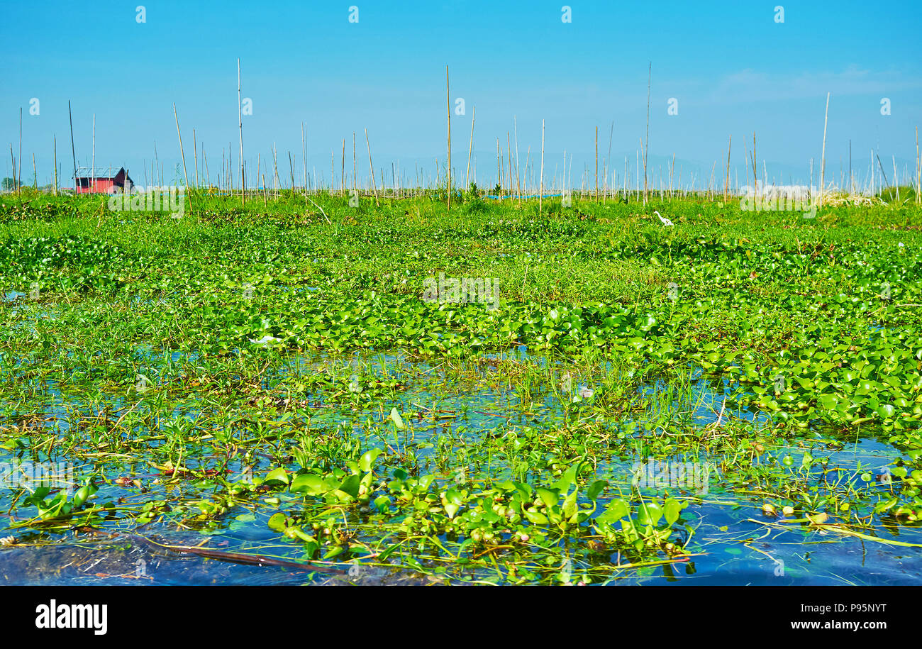 The juicy fresh greenery of local floating farm on surface of Inle Lake ...