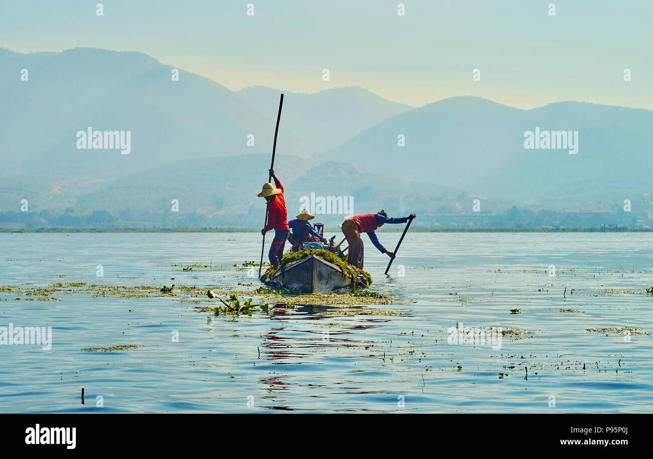 Southeast asia myanmar burma inlay lake agriculture hi-res stock ...