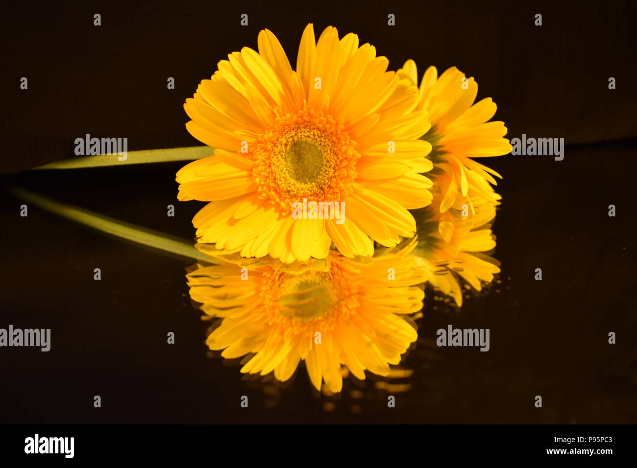 Zebra flowers hi-res stock photography and images - Alamy