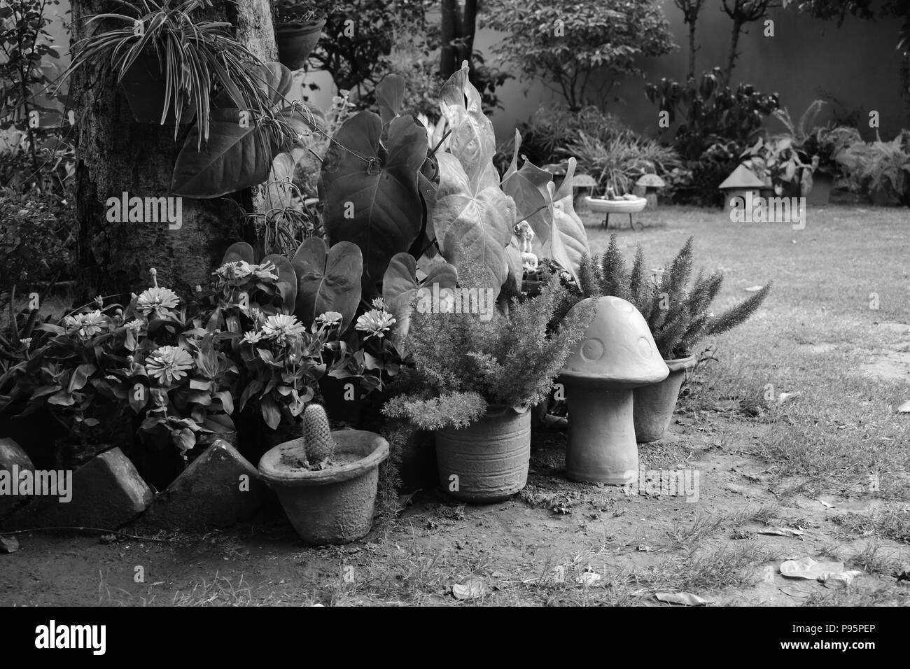 Bushes with white flowers Black and White Stock Photos & Images - Alamy