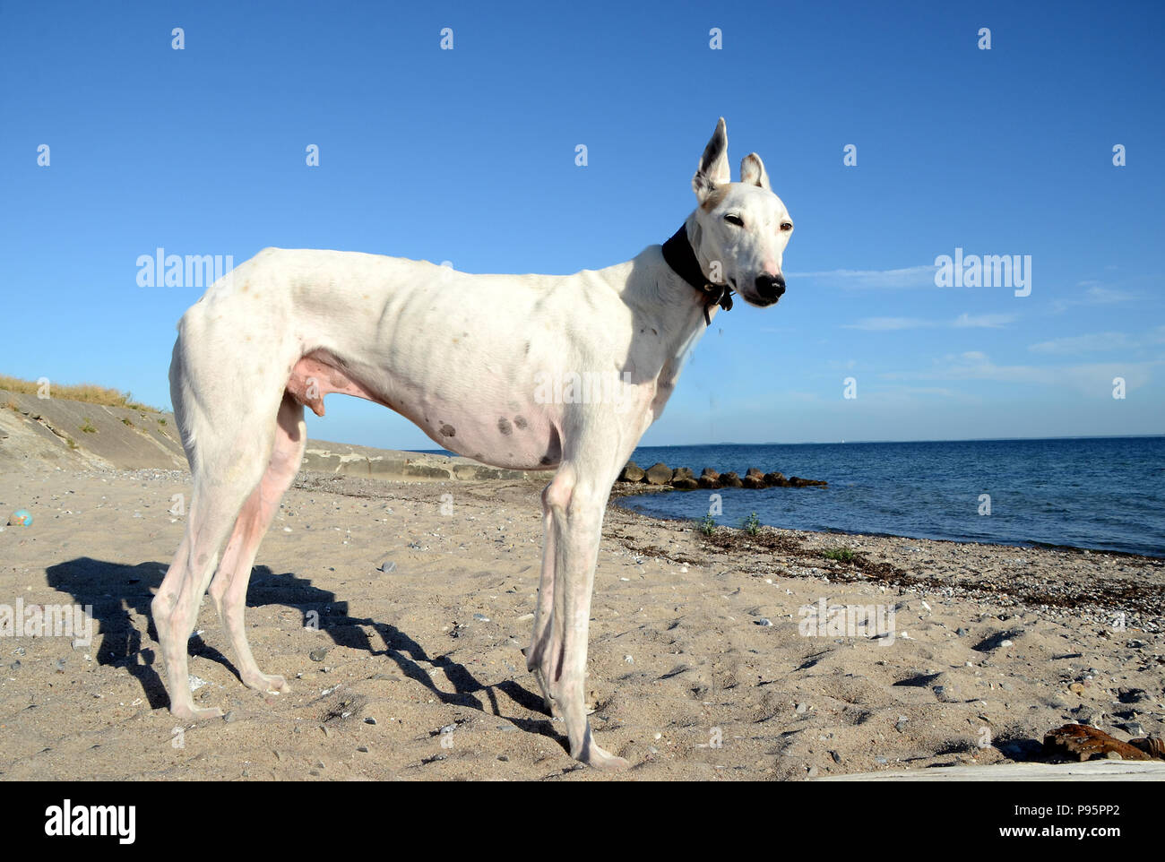 White podenco dog stands at a beach Stock Photo - Alamy