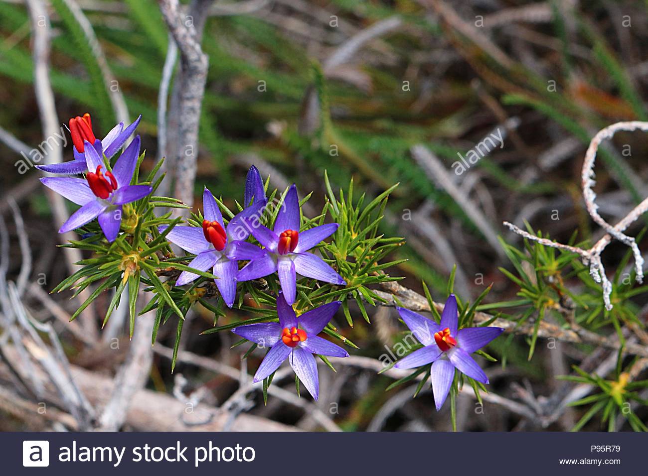 Lesueur National Park Western Australia High Resolution Stock ...