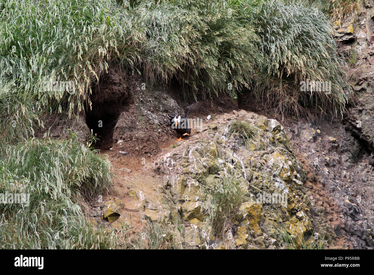 Tufted Puffin in nesting location, on "Haystack Rock", at Cannon Beach ...