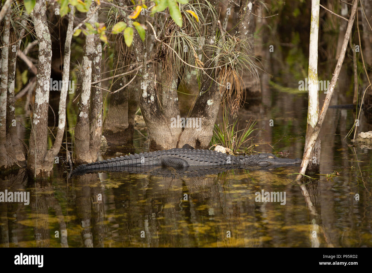 Sleeping Alligator in Water Stock Photo - Alamy