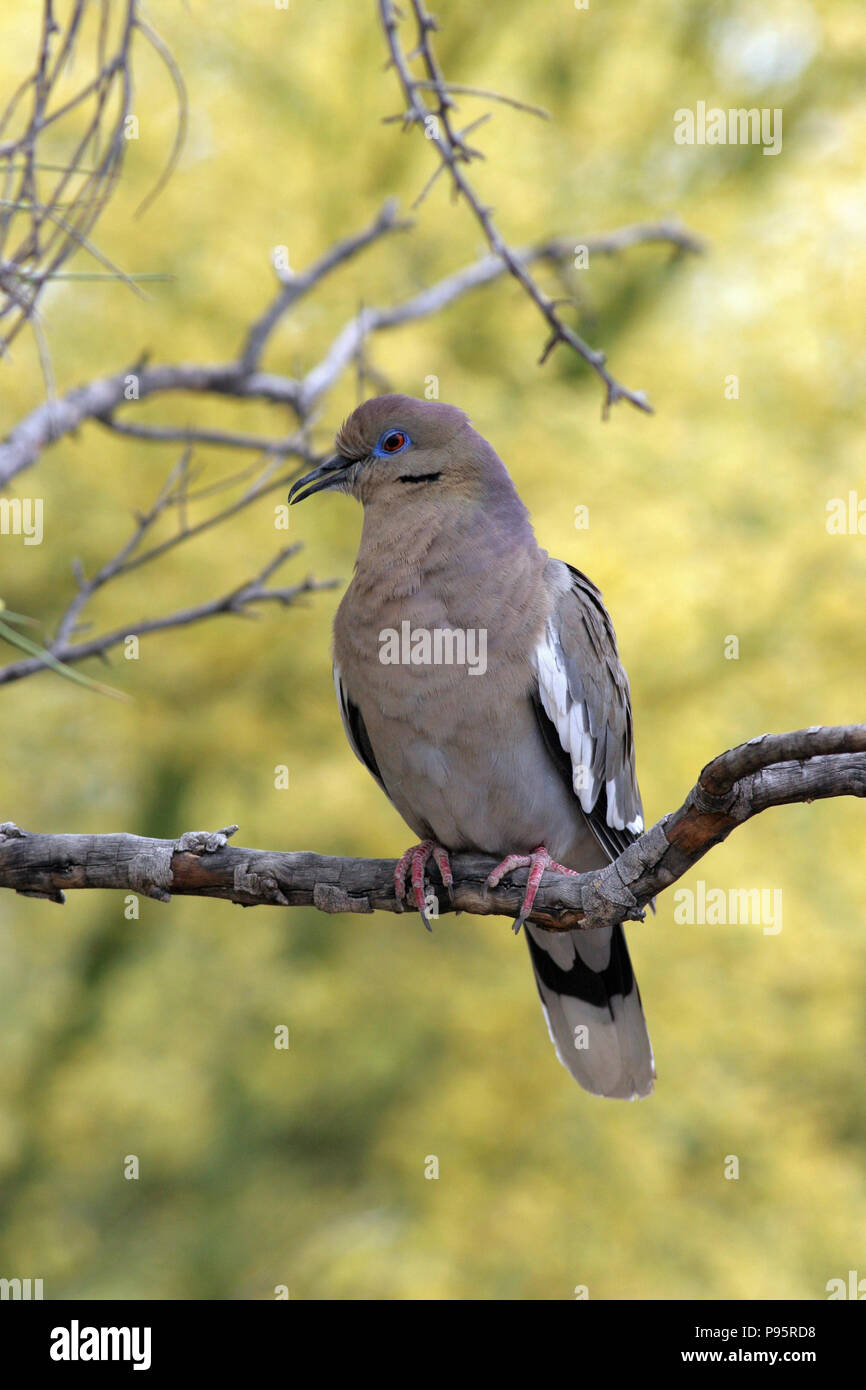 White winged dove hi-res stock photography and images - Alamy