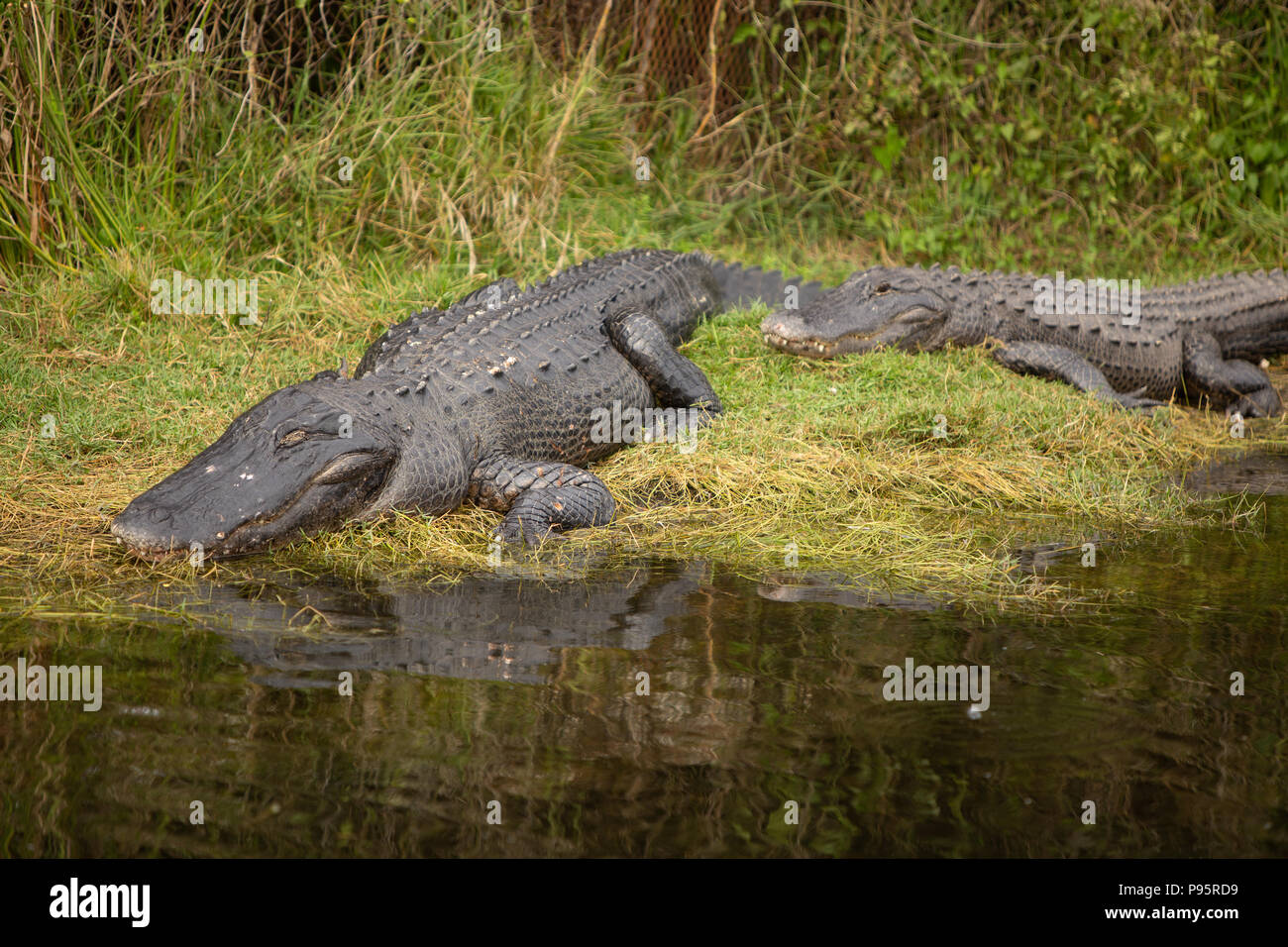 sleeping alligator on Land Stock Photo - Alamy