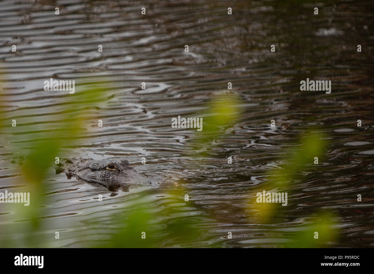 Alligator alley florida hi-res stock photography and images - Alamy