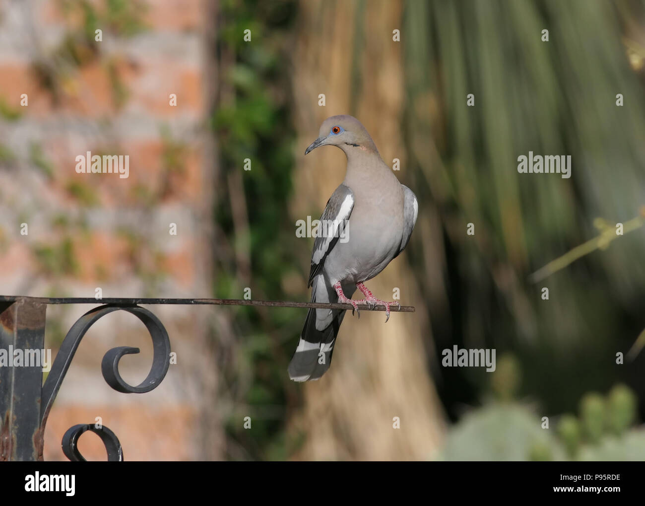 White winged dove hi-res stock photography and images - Alamy