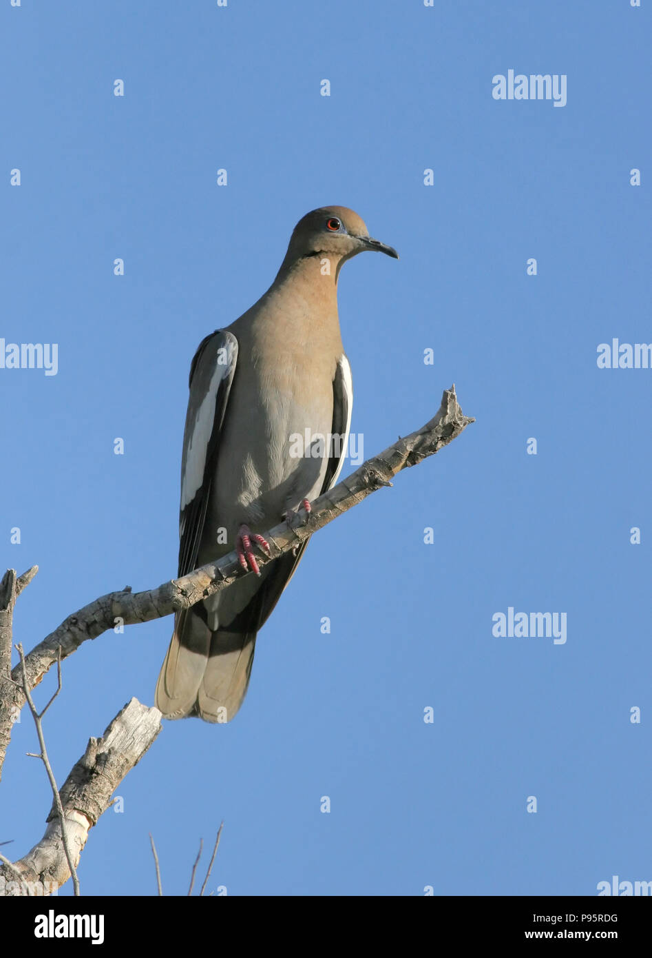 White winged dove hi-res stock photography and images - Alamy