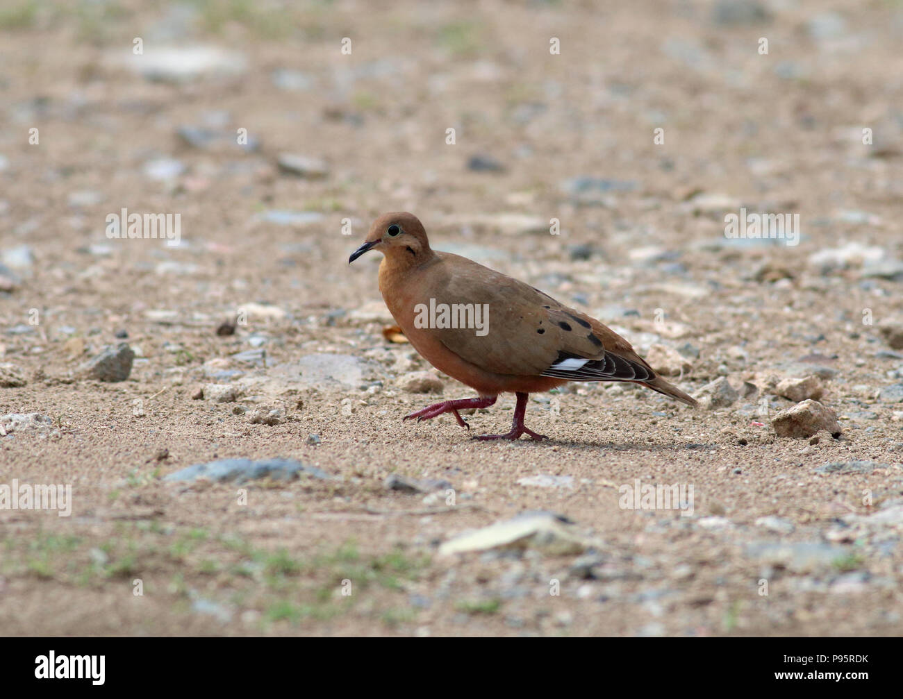 Zenaida aurita zenaida dove hi-res stock photography and images - Alamy
