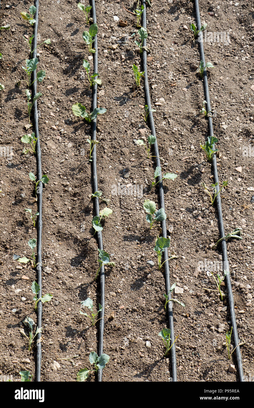 Irrigation system using sprinklers in a cultivated field for Watering ...