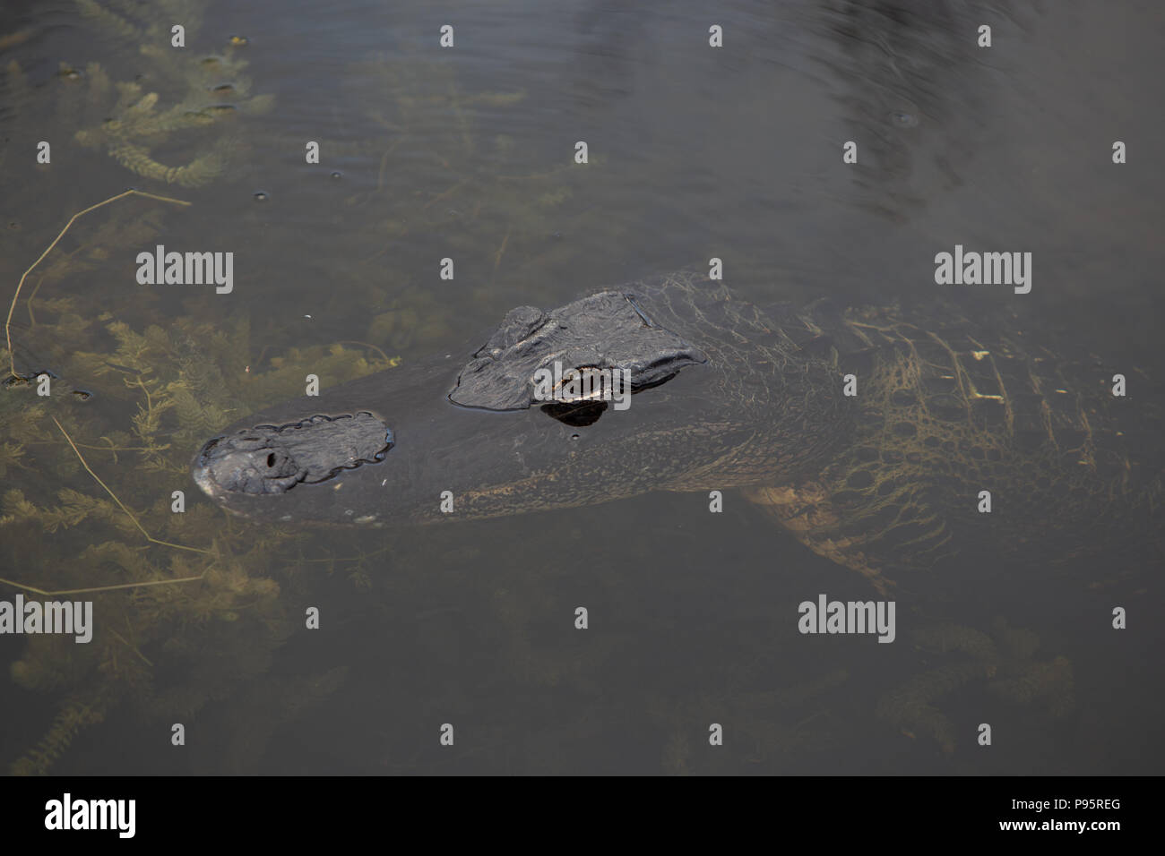 Alligator Floating By you very close Stock Photo - Alamy