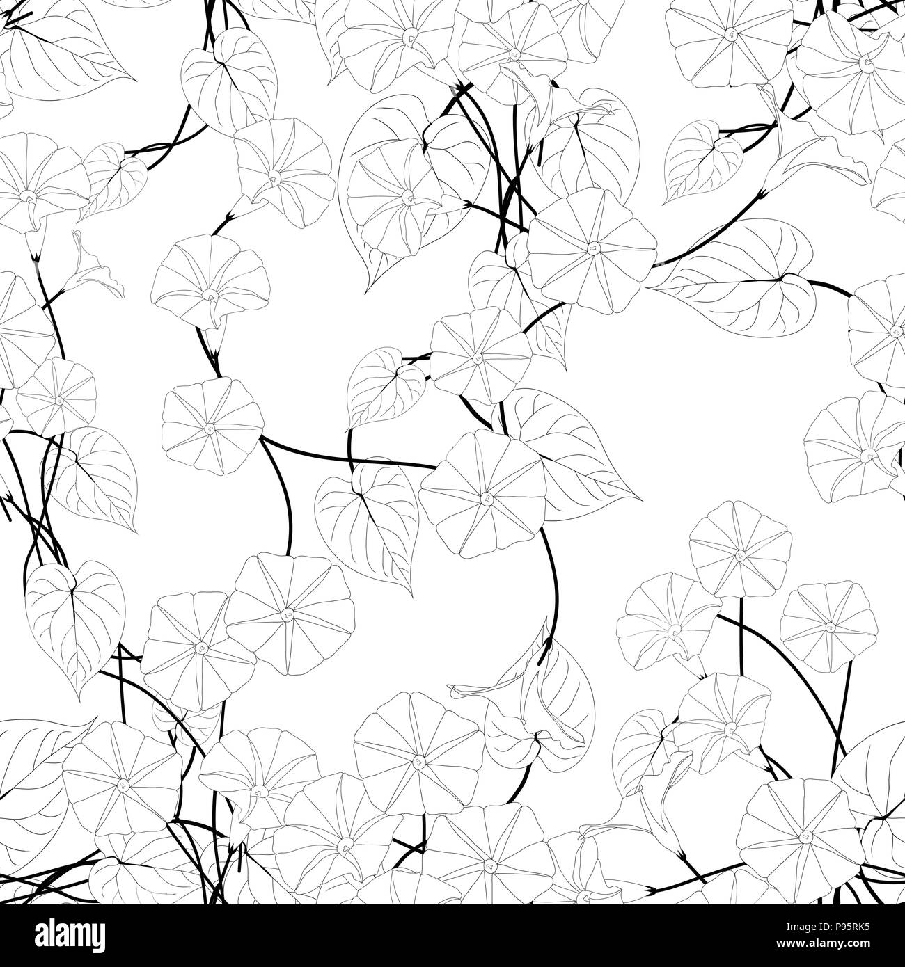 Morning Glory on White Background. Vector Illustration Stock Vector ...