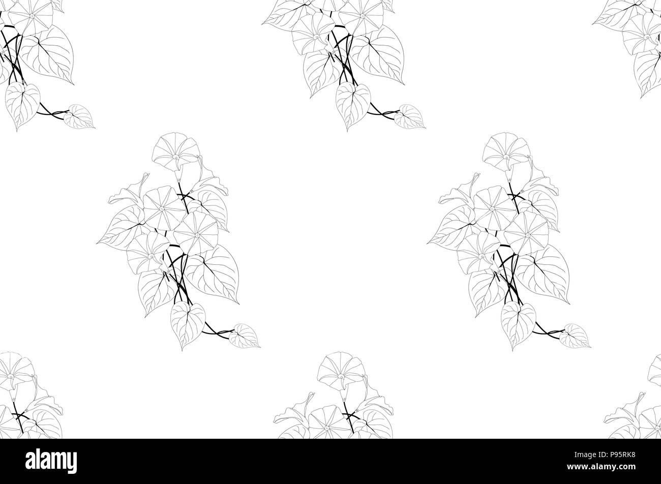 Morning Glory Seamless on White Background. Vector Illustration Stock ...
