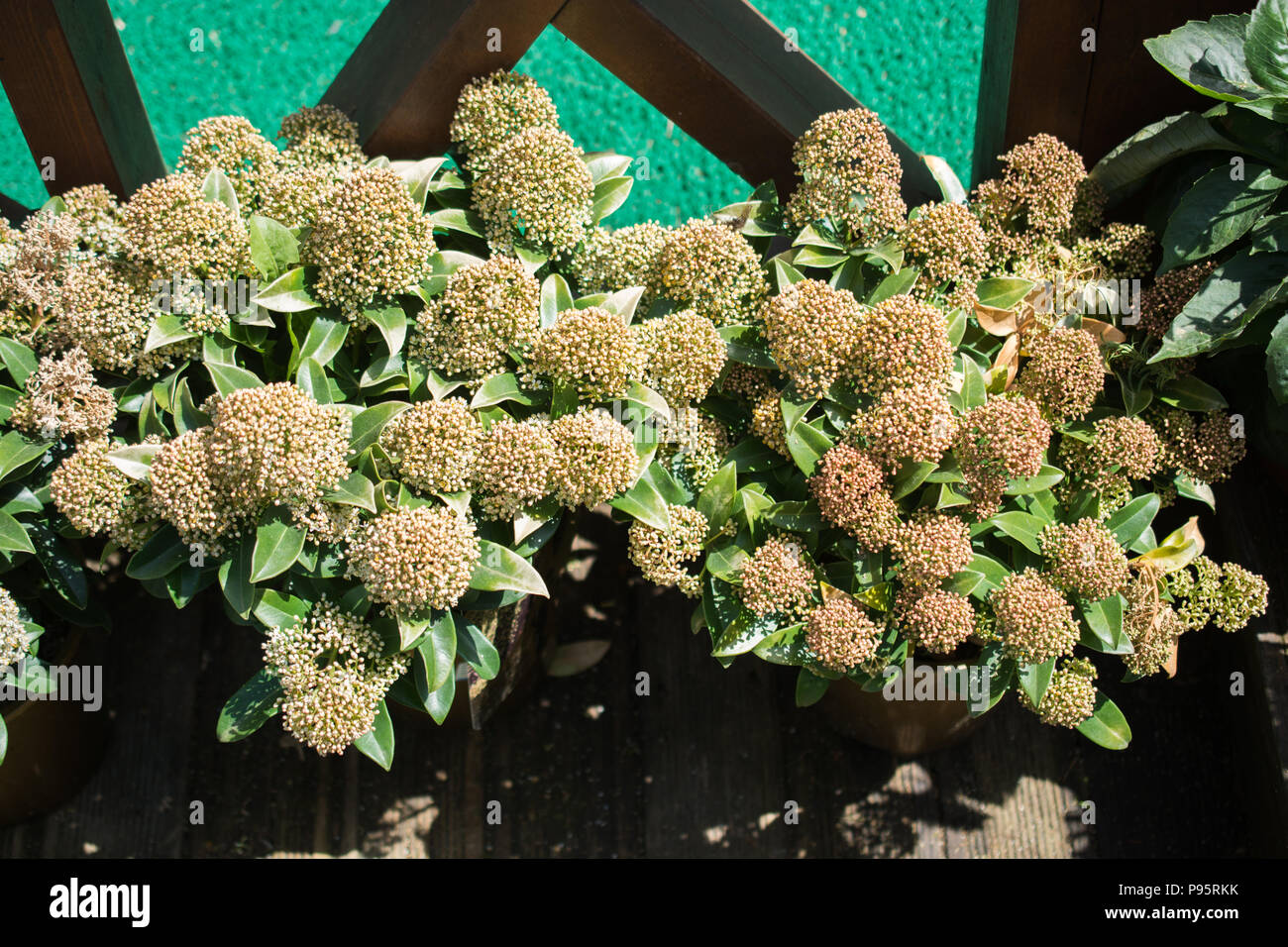 Blooming beautiful colorful natural flowers in view Stock Photo - Alamy