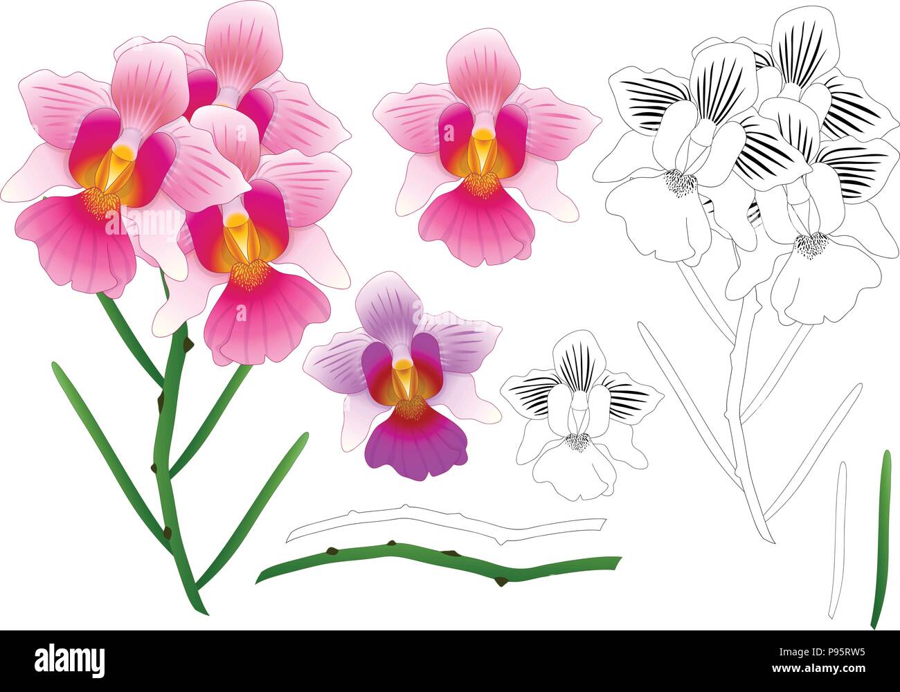 Vanda Miss Joaquim Orchid Outline. Singapore National Flower. isolated ...